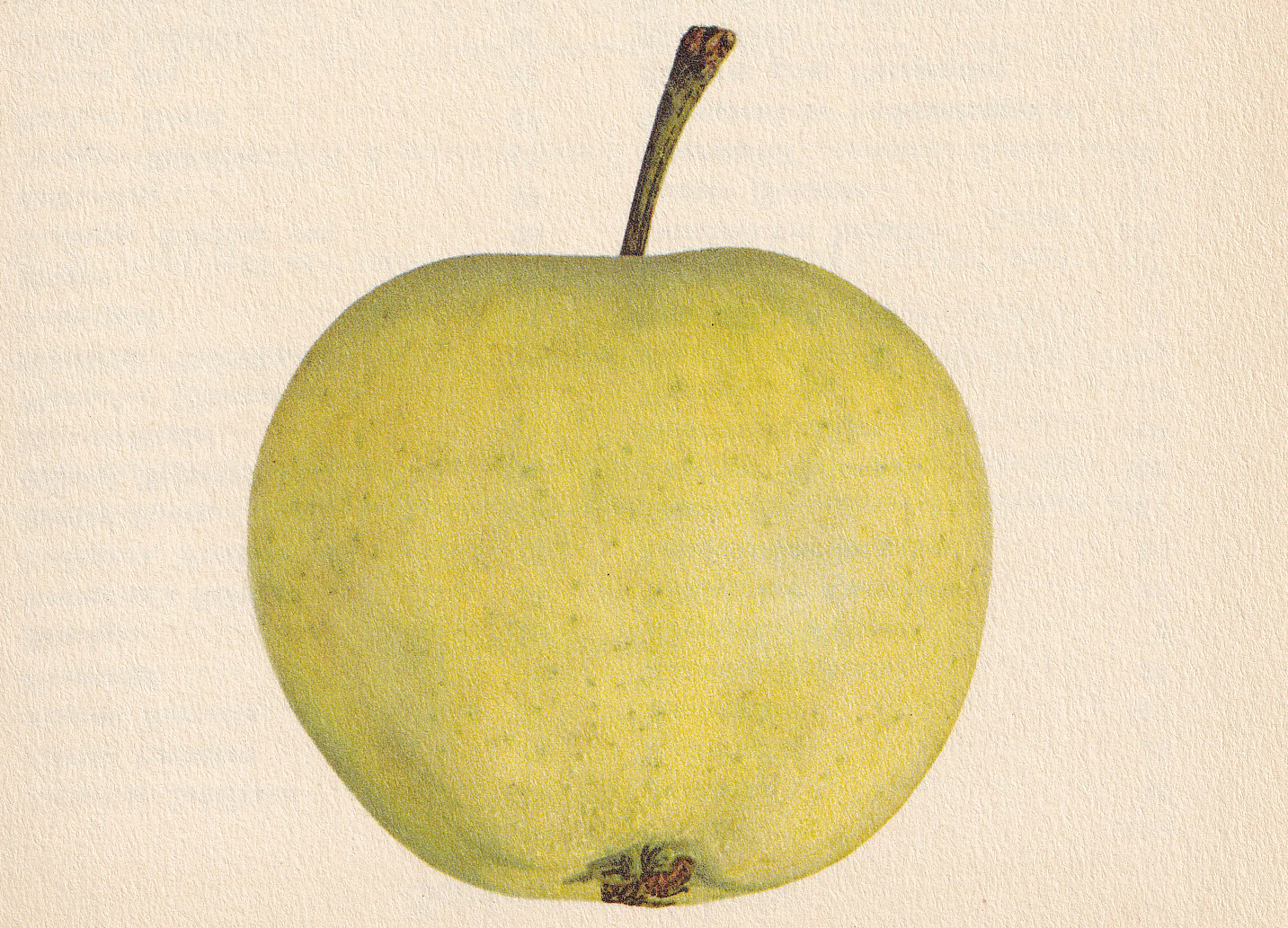 Klarapfel
