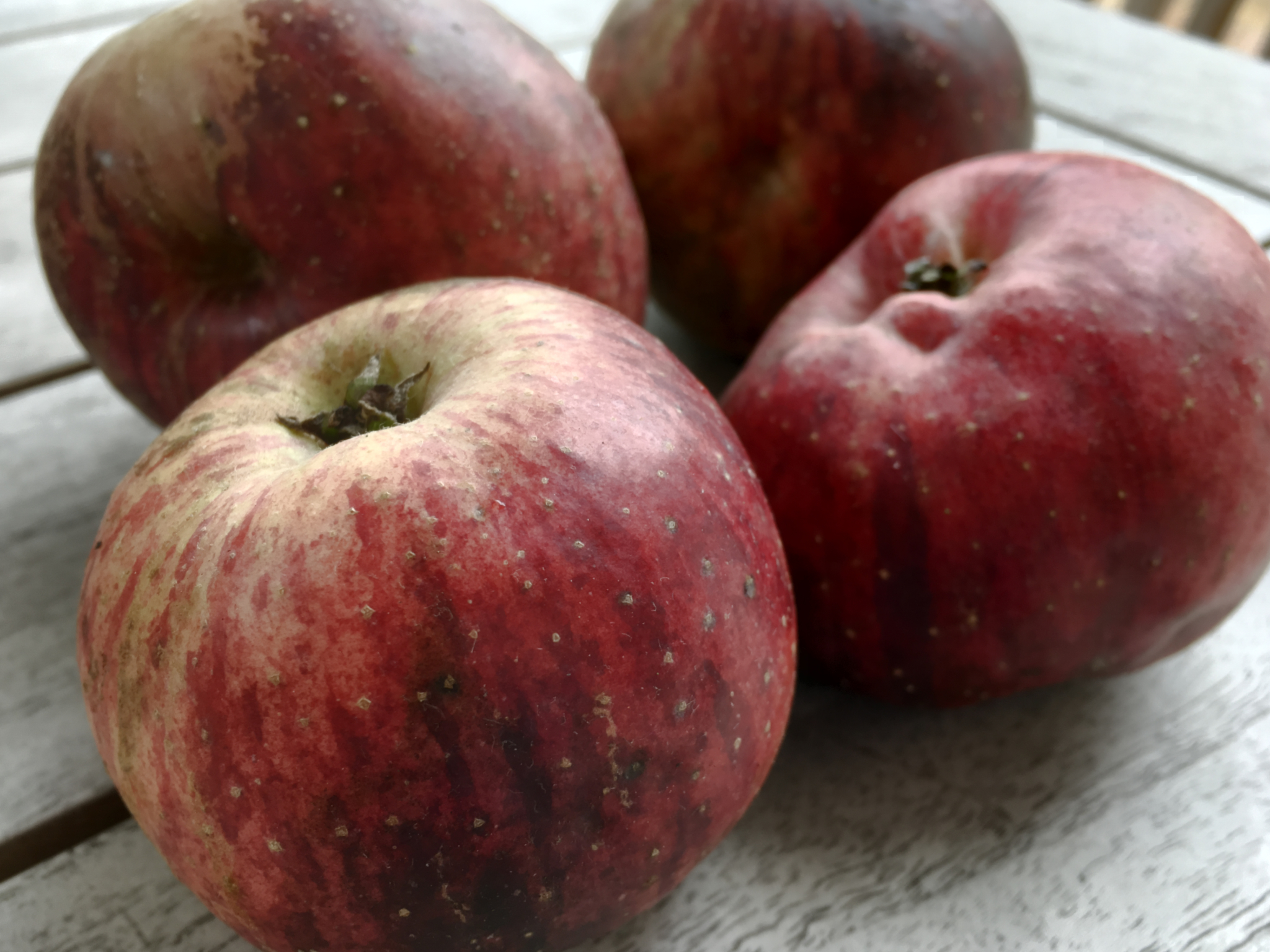 Tafeläpfel, Saftäpfel, Lageräpfel: der richtige Mix - Bergischer ...