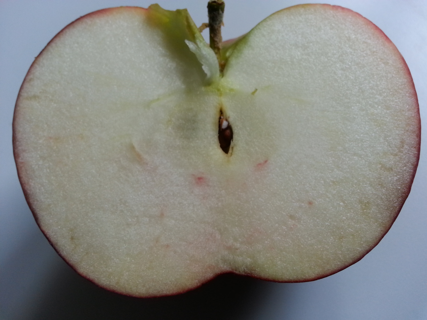 Prinz Albrecht von Preußen