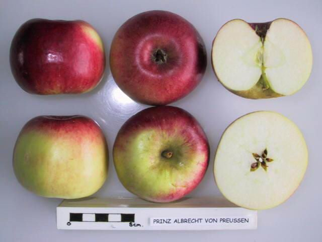 Prinz Albrecht von Preußen