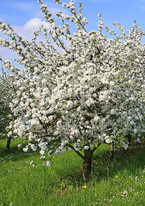 Buschbaum - Bergischer Streuobstwiesenverein e.V. (BSOWV)