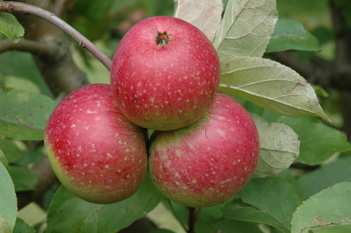 Robuste und schmackhafte Apfelsorten - Bergischer Streuobstwiesenverein ...