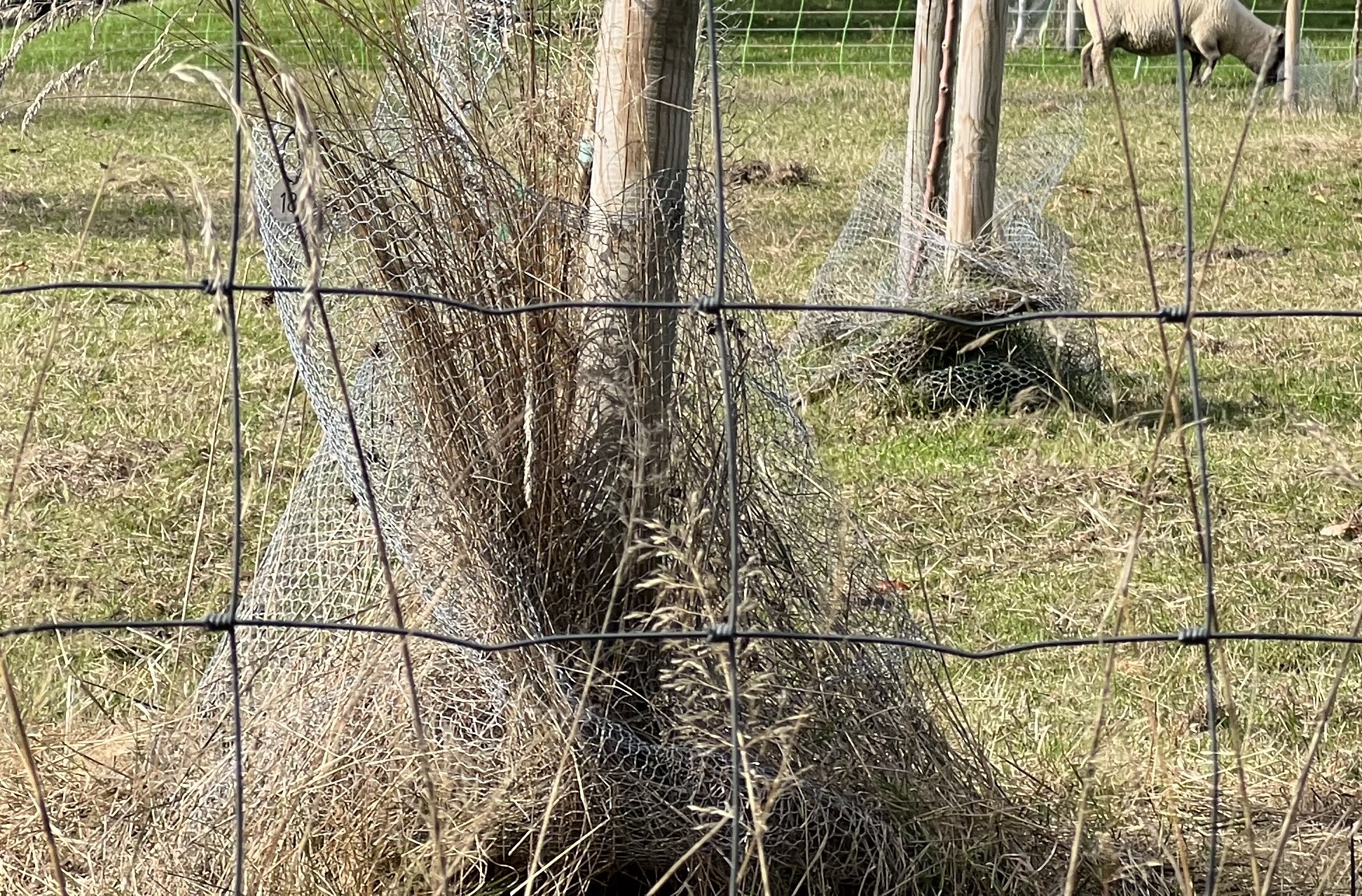 Shropshire-Schafe auf Streuobstwiesen: eine Gefahr für die Bäume ...